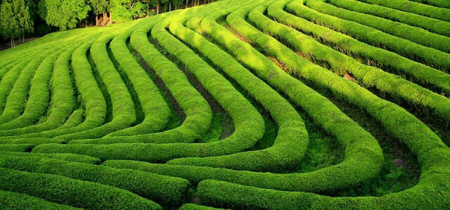 What is Matcha? - j-okini - Products from Japan