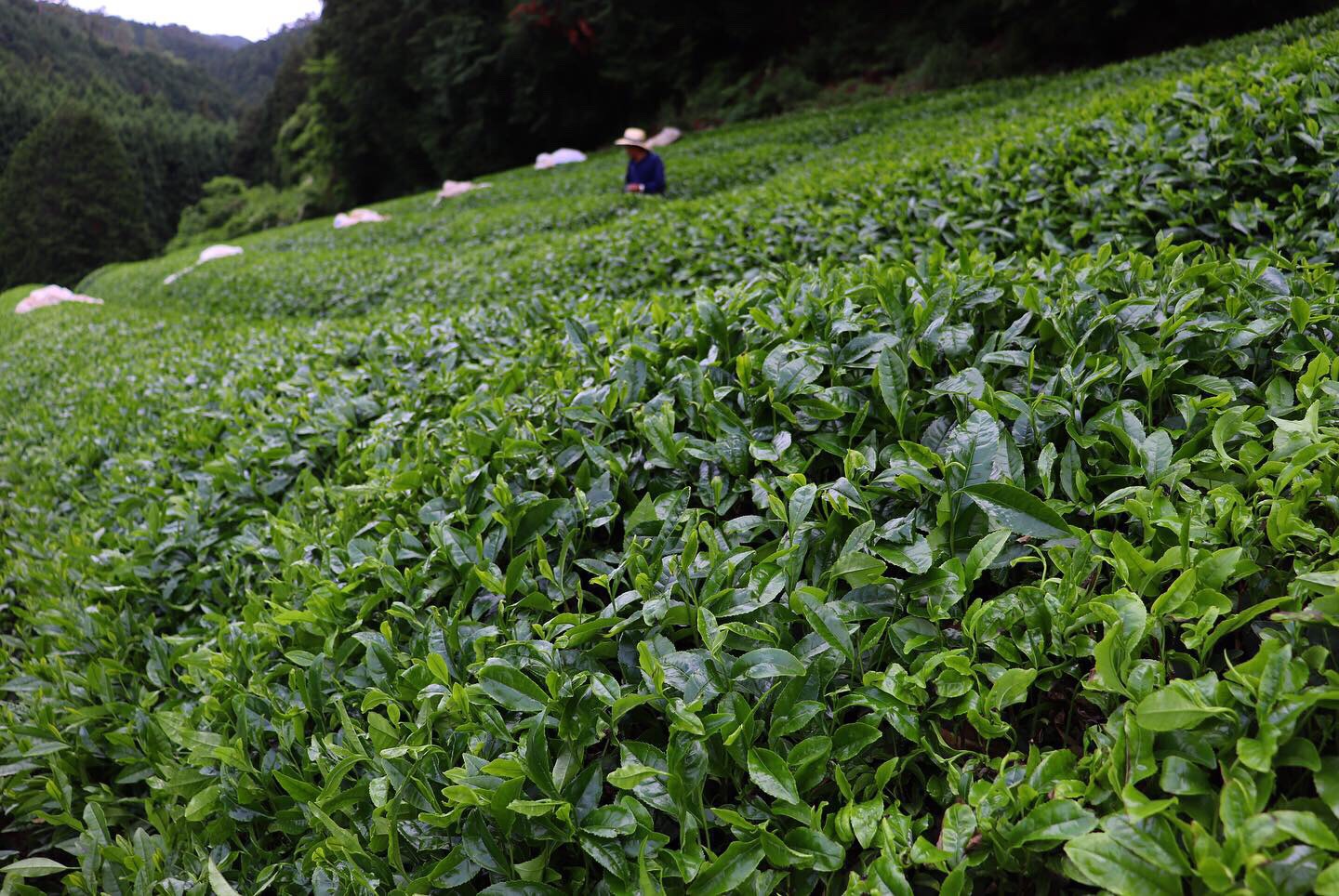 Found a beautiful Gyokuro tea - j-okini - Products from Japan
